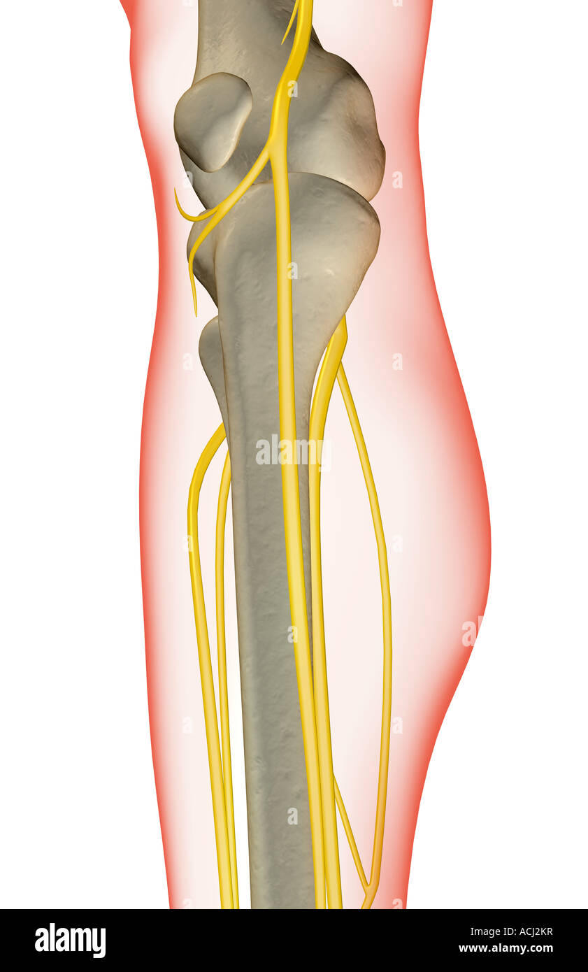 Saphenous Nerve Stock Photos & Saphenous Nerve Stock Images - Alamy