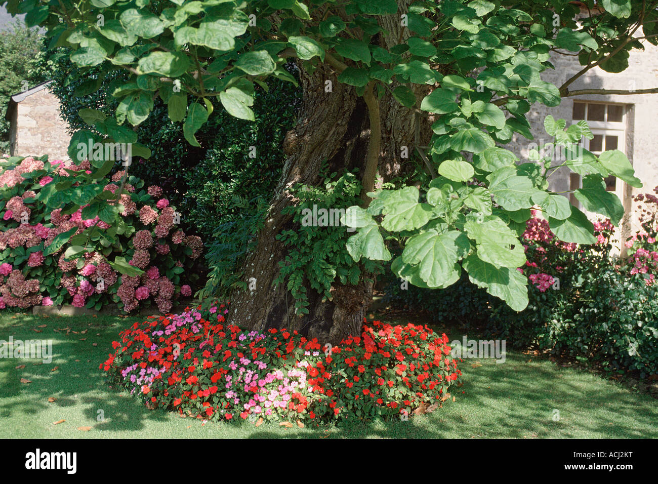 Plants at the bottom of a tree Stock Photo - Alamy