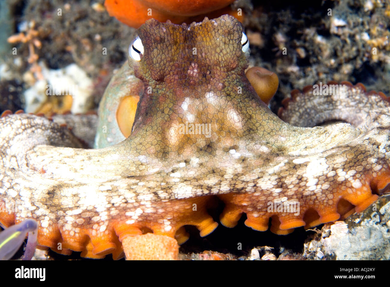 Common Sydney Octopus, Octopus tetricus. Also known as the Gloomy ...