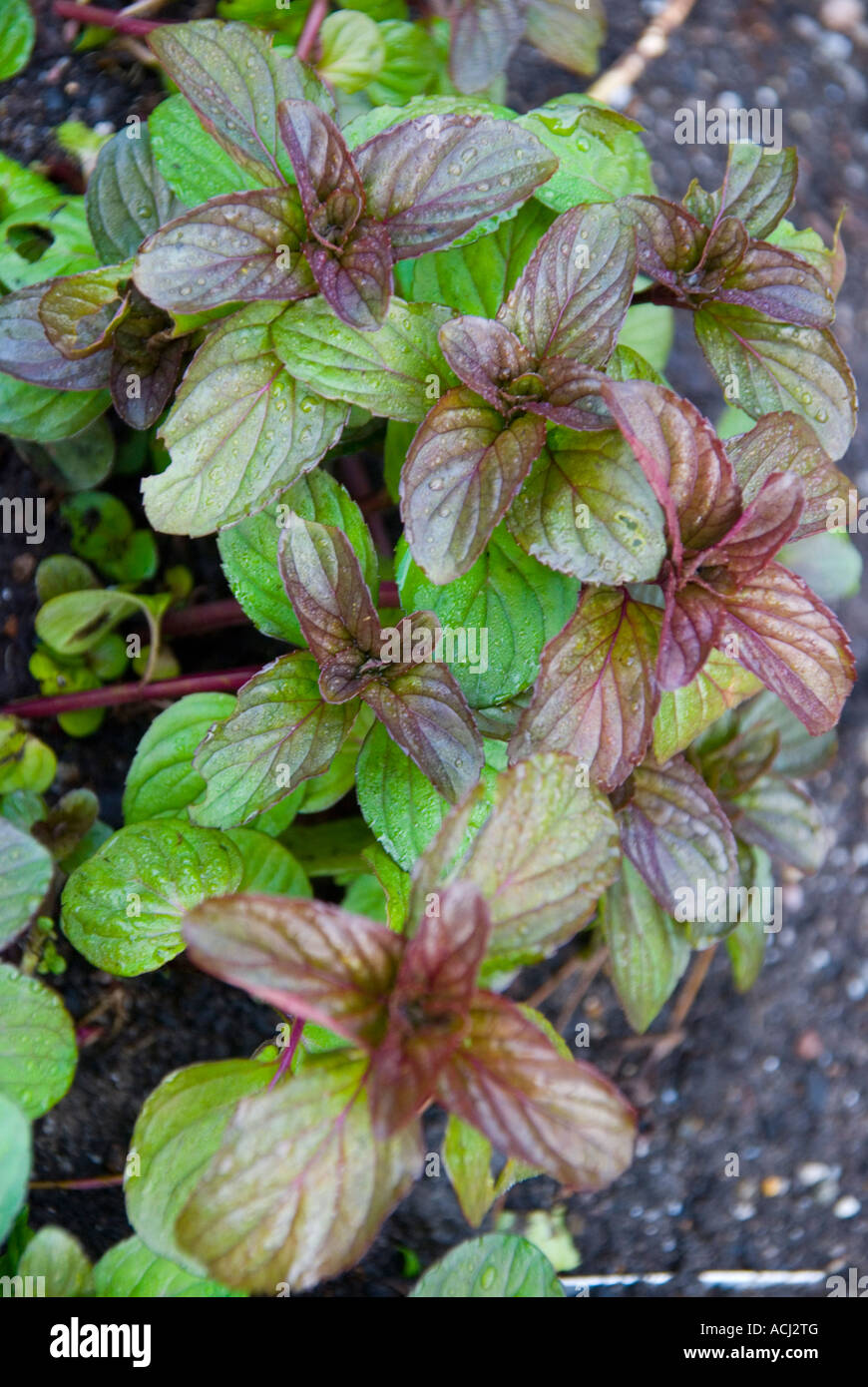 Mint Mentha X piperata Citrata Peppermint Stock Photo - Alamy
