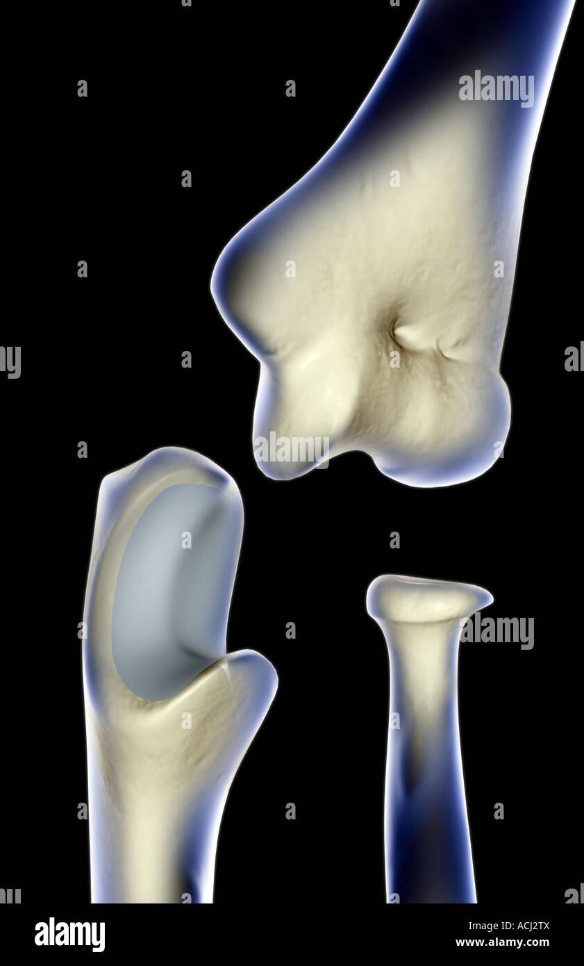 Coronoid fossa hi-res stock photography and images - Alamy