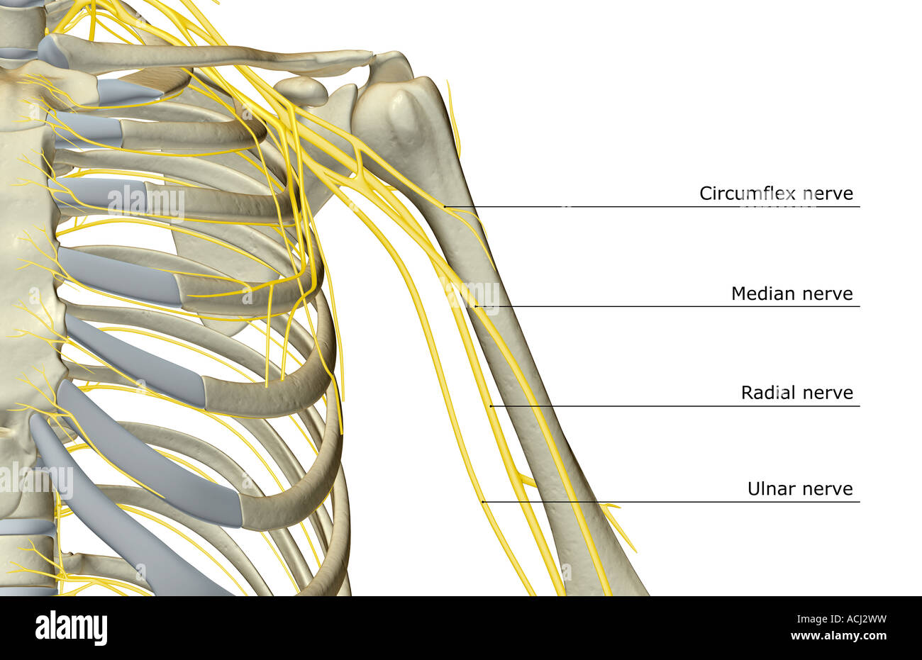 Axillary nerve shoulder hi-res stock photography and images - Alamy
