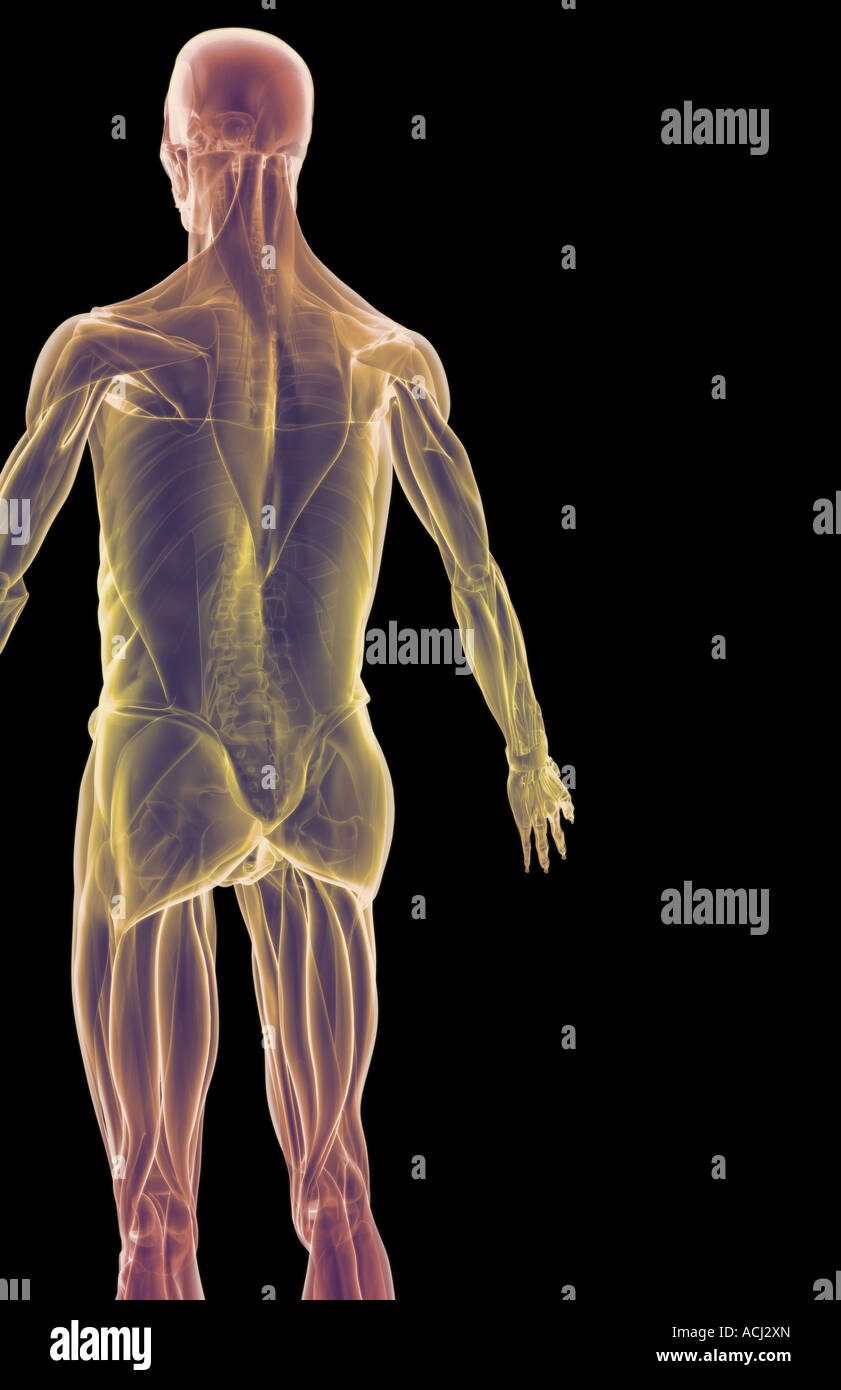 The muscles of the upper body Stock Photo - Alamy