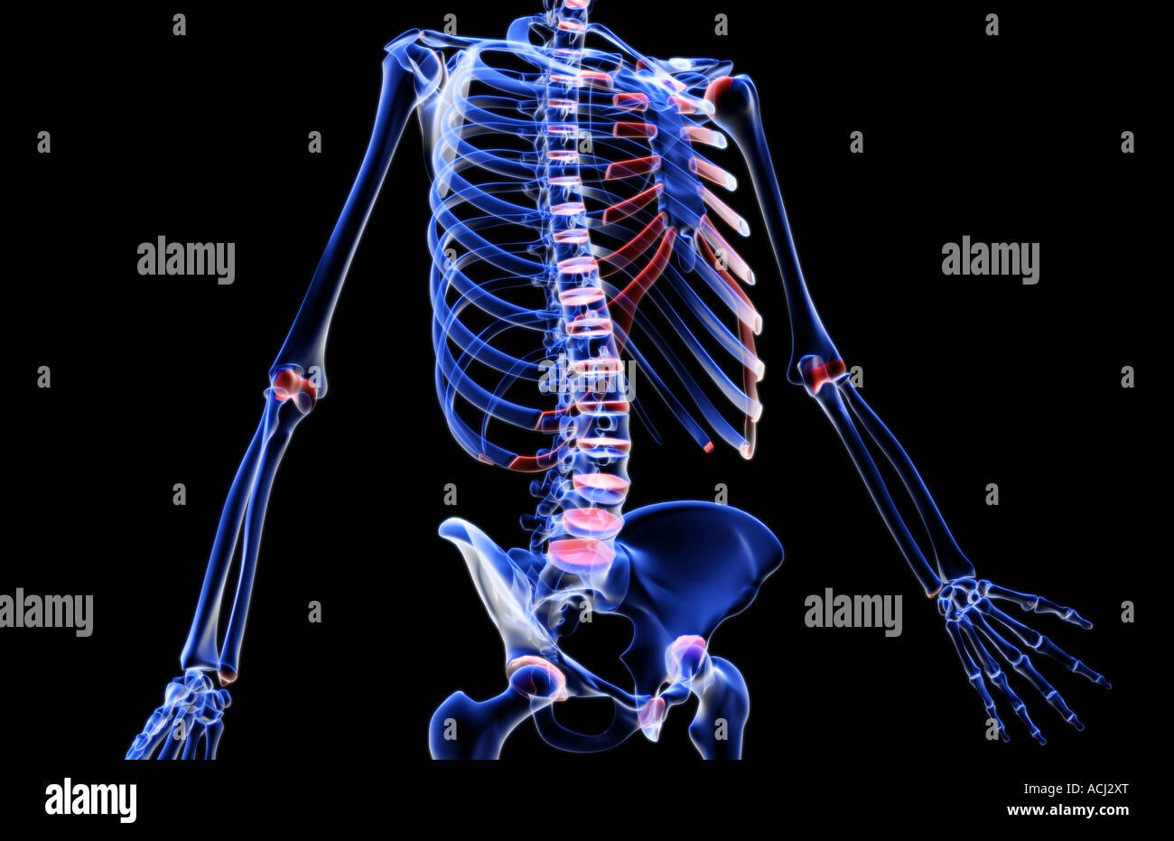 The bones of the trunk Stock Photo - Alamy