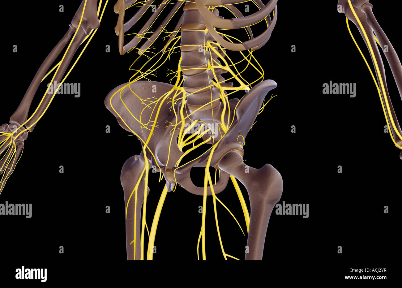 The nerves of the lower body Stock Photo - Alamy