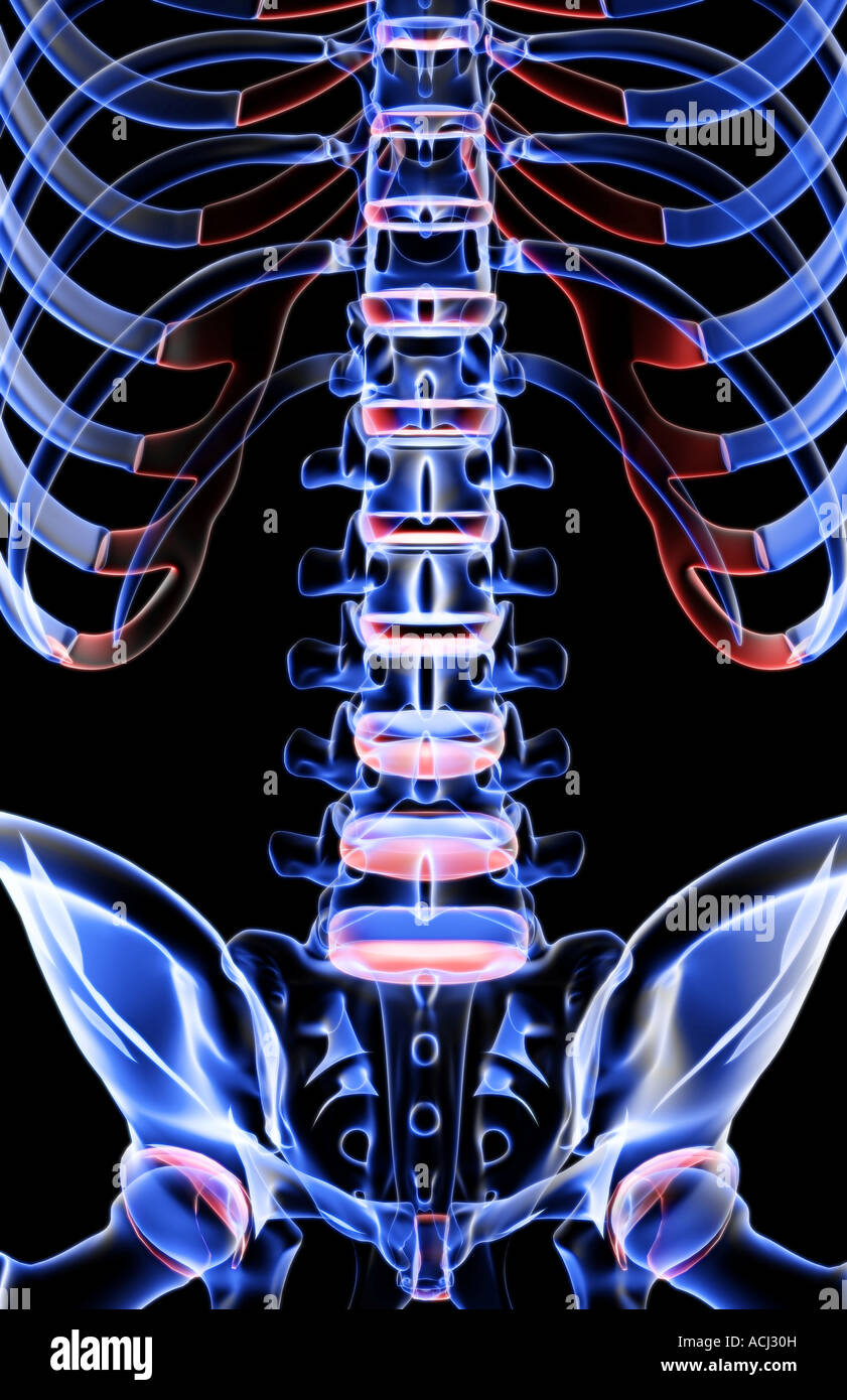 The bones of the lower back Stock Photo - Alamy