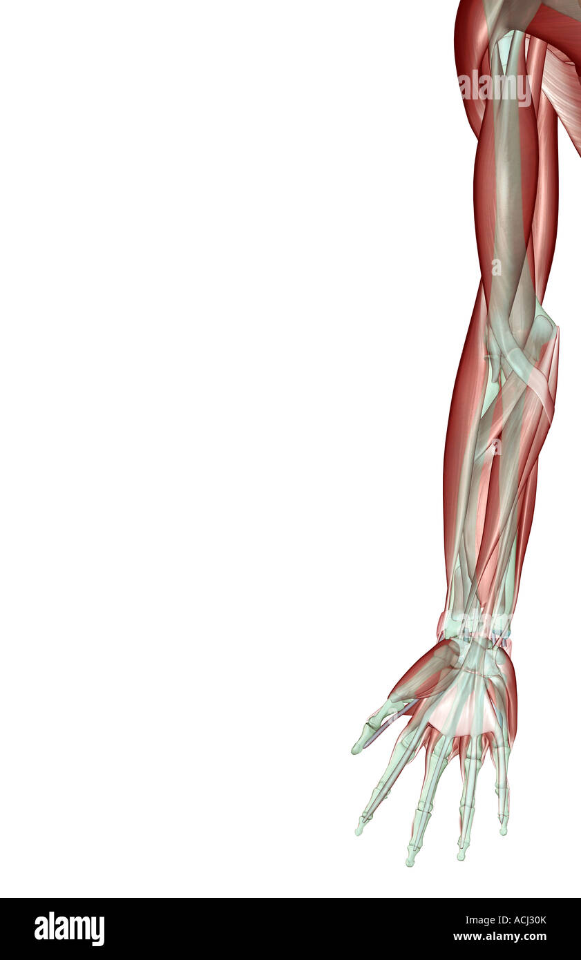 Upper limb musculoskeleton Stock Photo - Alamy