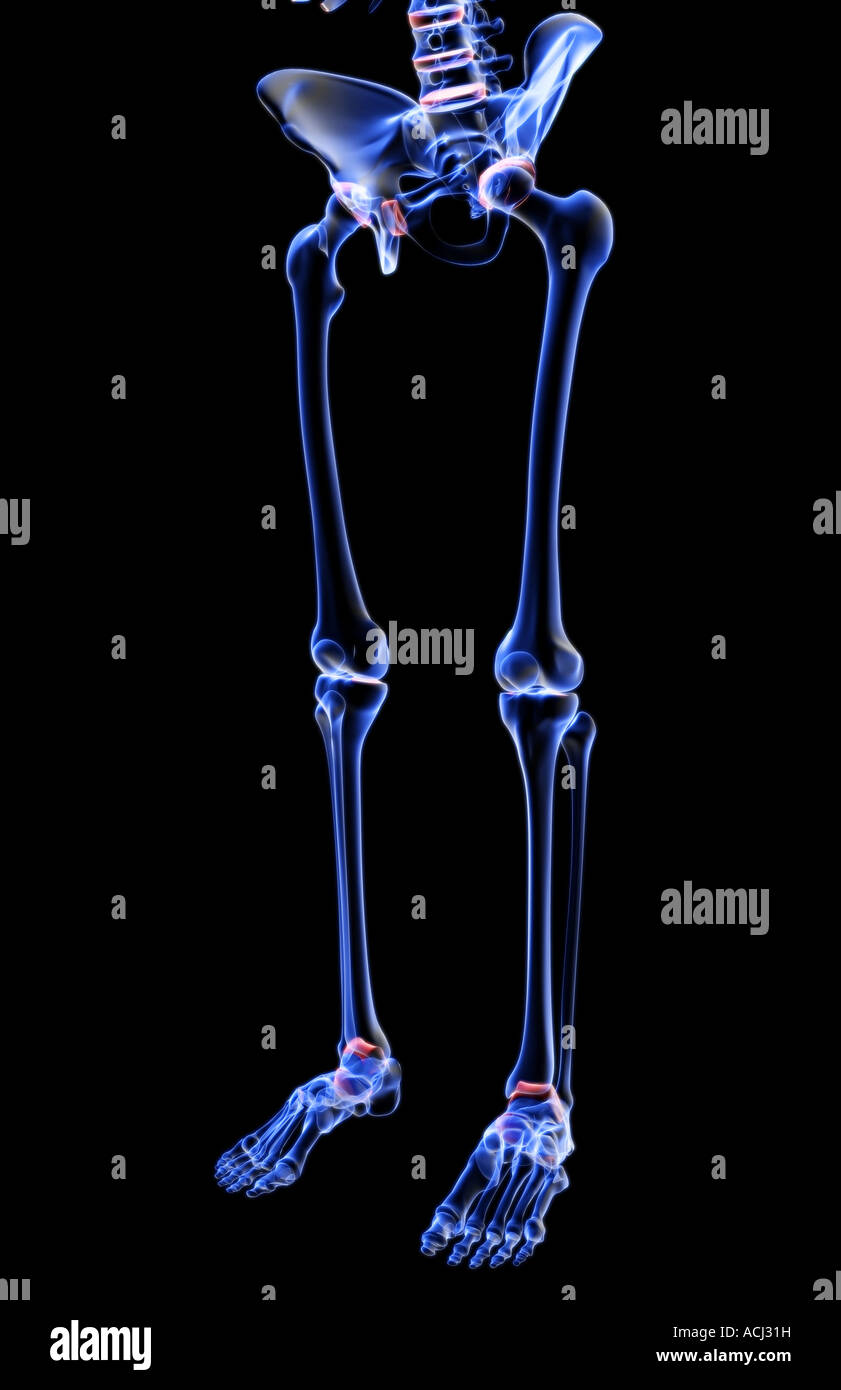 The bones of the lower body Stock Photo - Alamy