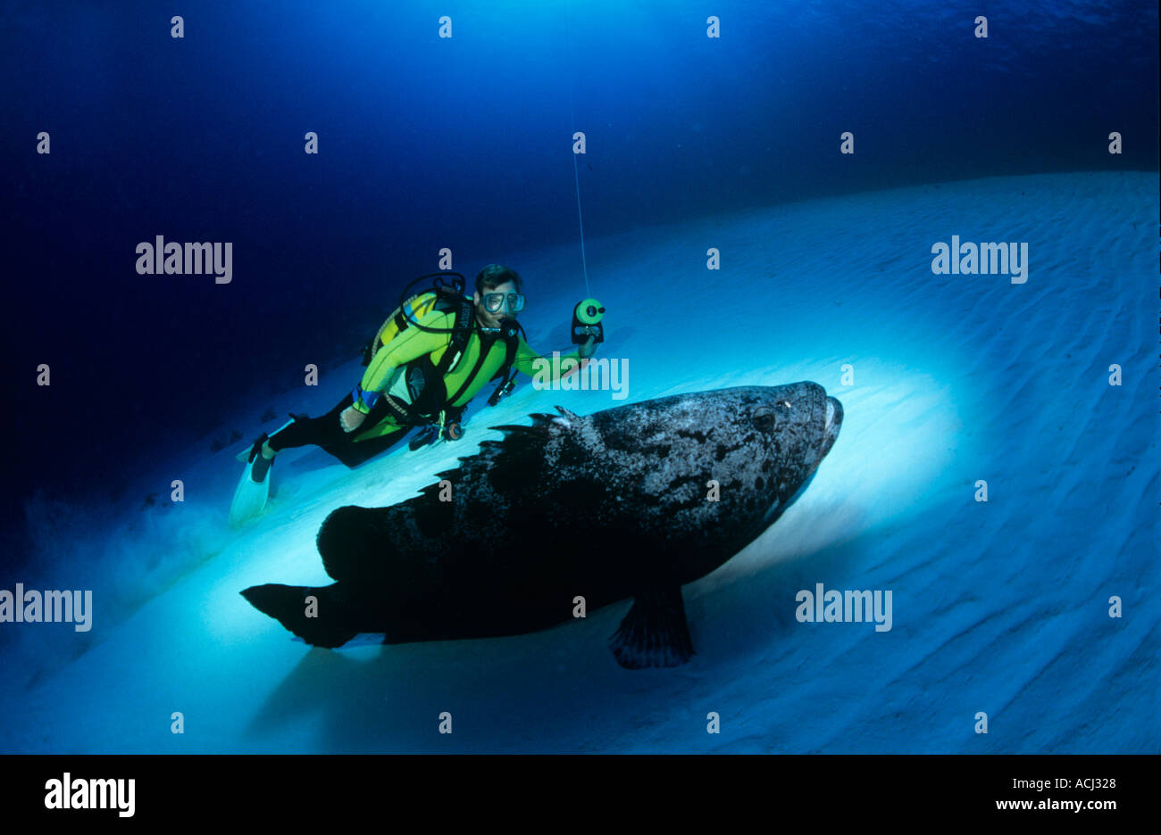 Potato grouper rare due to overfishing for live fish market Aldabra ...