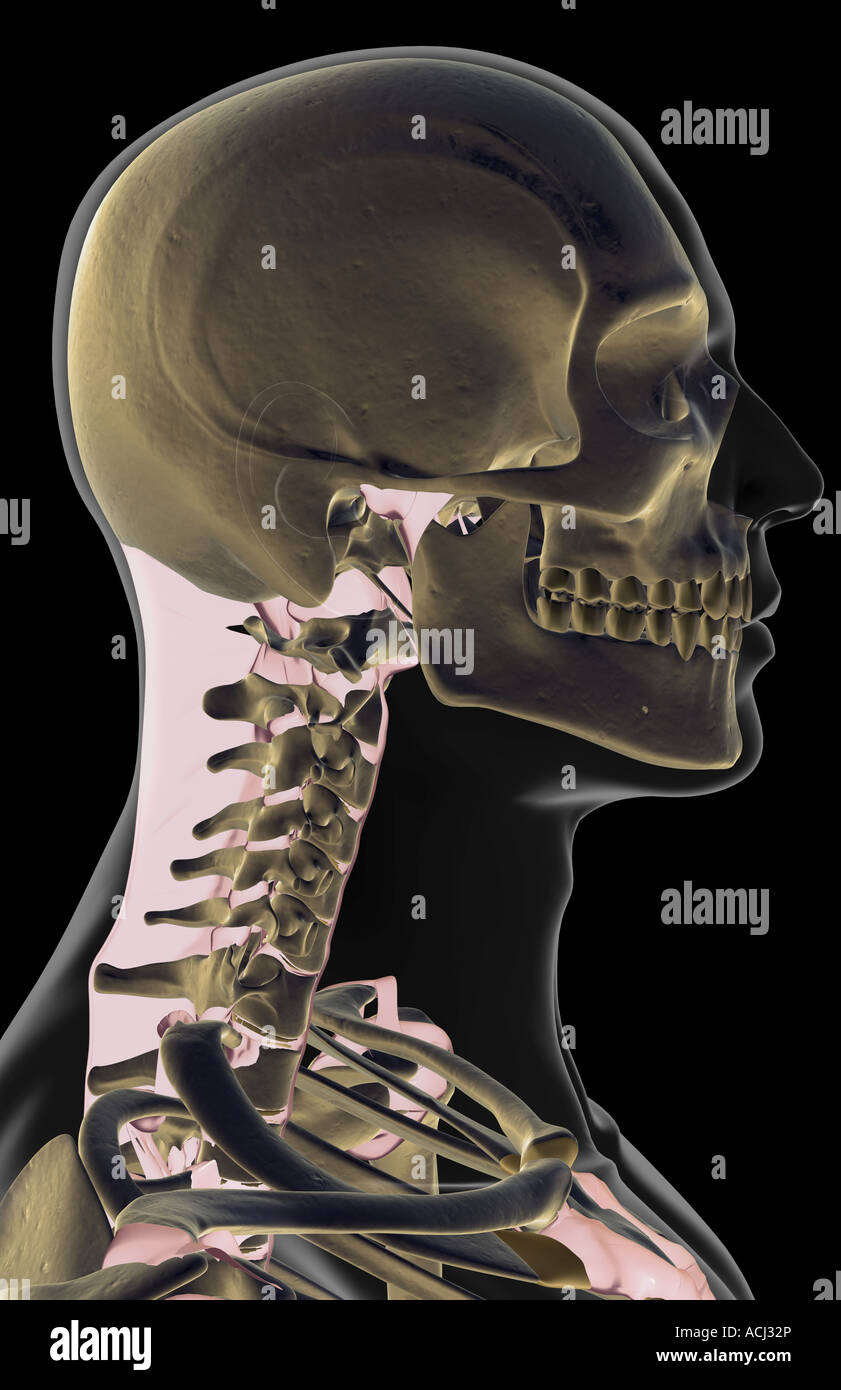 The ligaments of the head neck and face Stock Photo - Alamy
