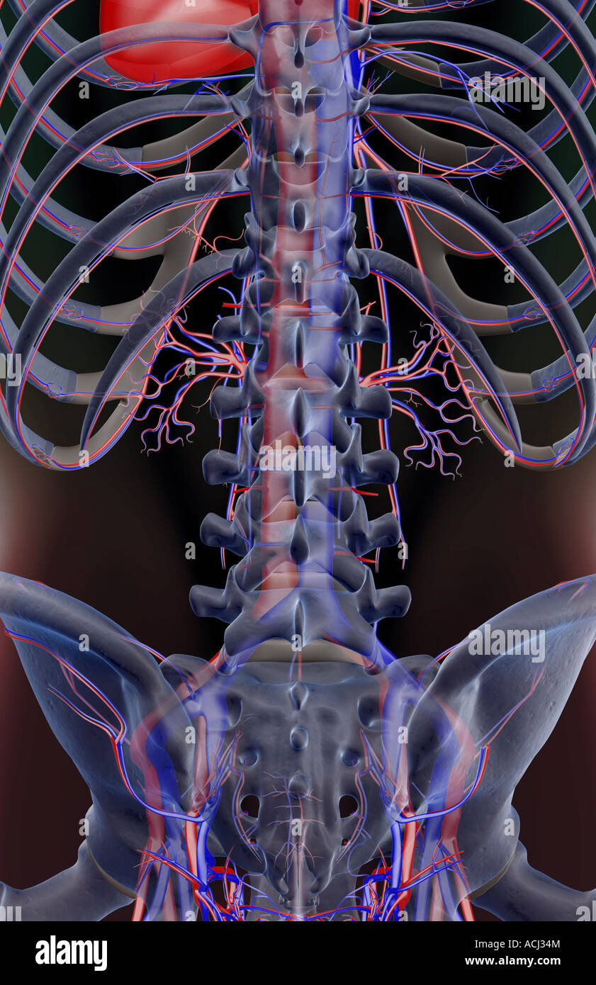 The blood supply of the lower back Stock Photo - Alamy