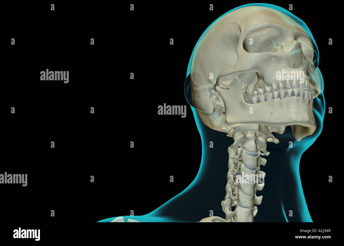 Front View Head Neck Bones High Resolution Stock Photography and Images ...
