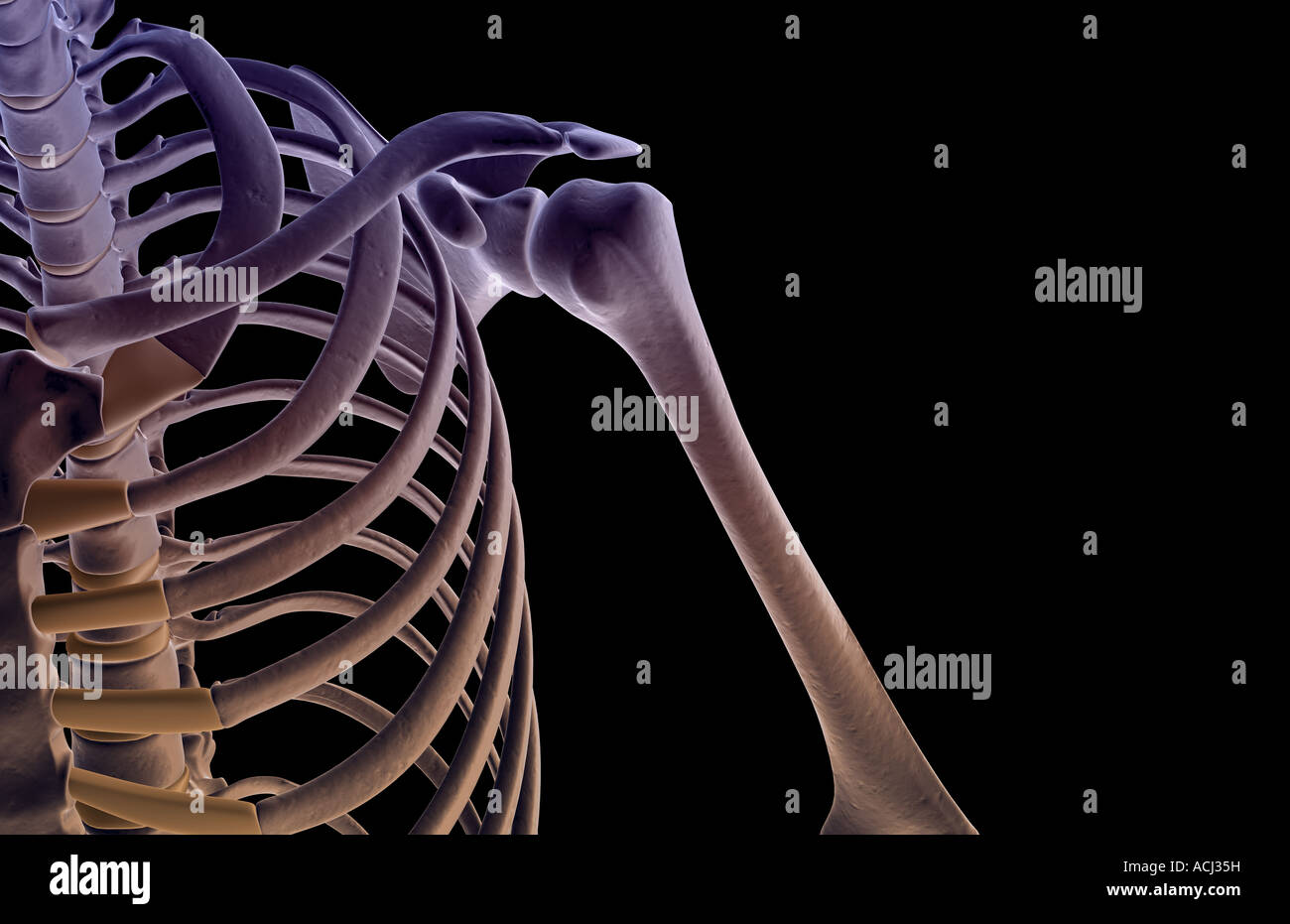 The bones of the shoulder Stock Photo - Alamy