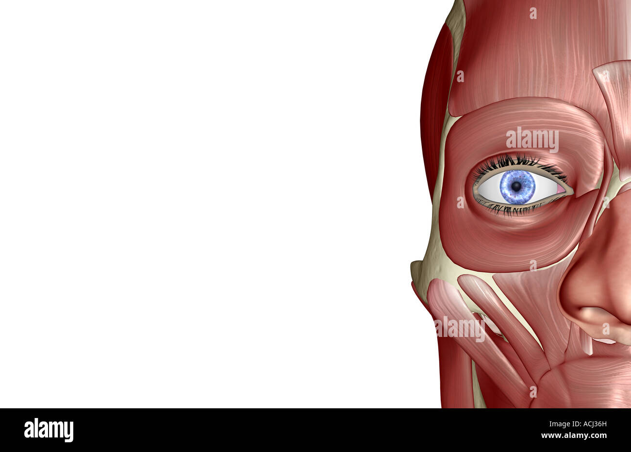 The muscles of the face Stock Photo - Alamy