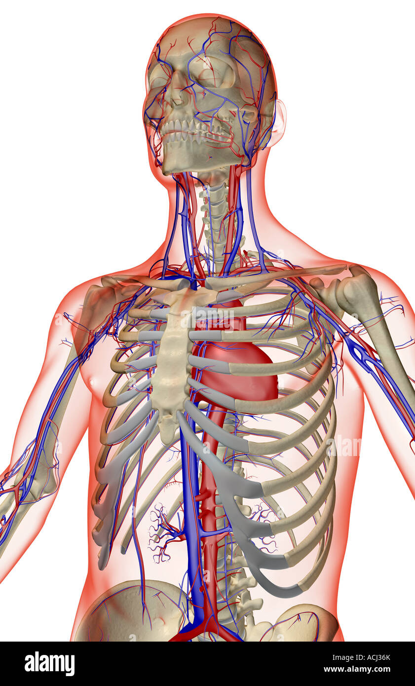 The blood supply of the upper body Stock Photo - Alamy