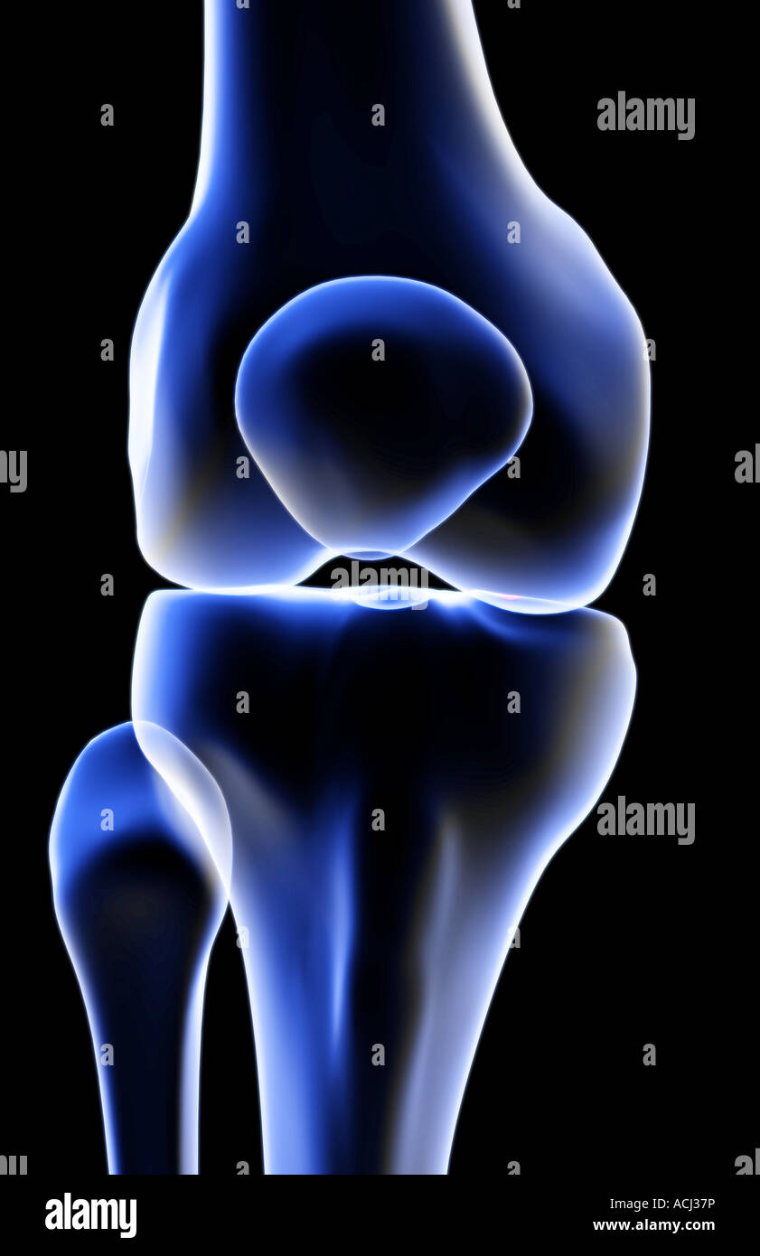 The bones of the knee Stock Photo - Alamy