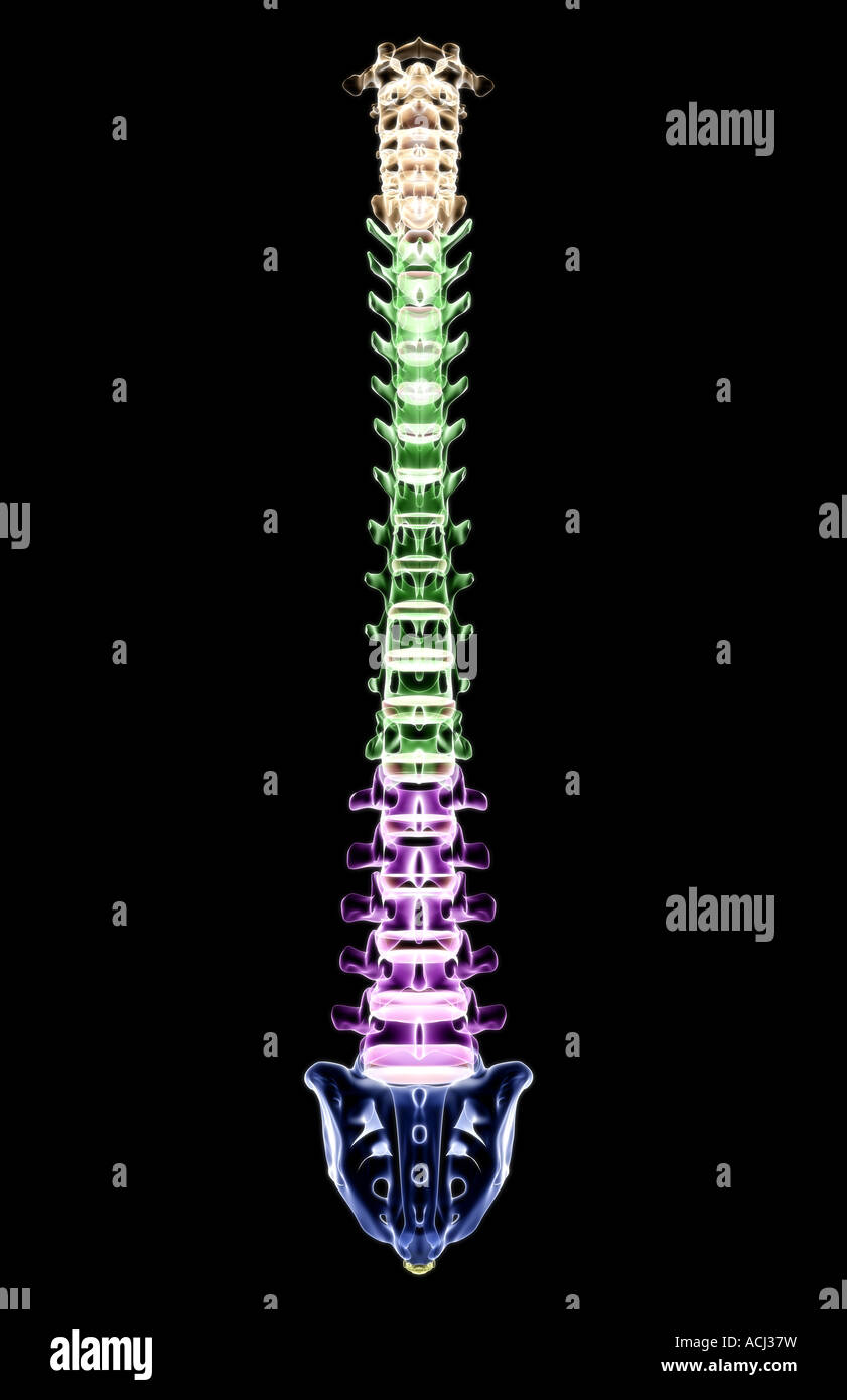 The vertebral column Stock Photo - Alamy