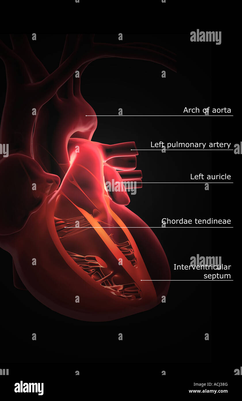 Sectional anatomy of the heart Stock Photo - Alamy