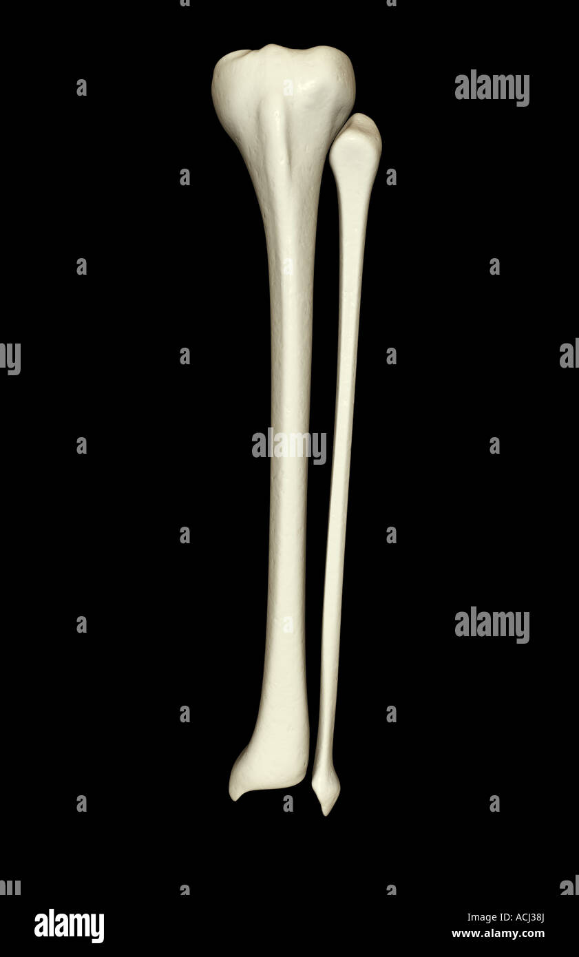 The bones of the leg Stock Photo - Alamy