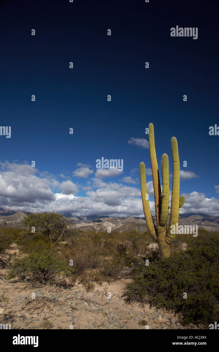Atacama desert chile cactus hi-res stock photography and images - Alamy