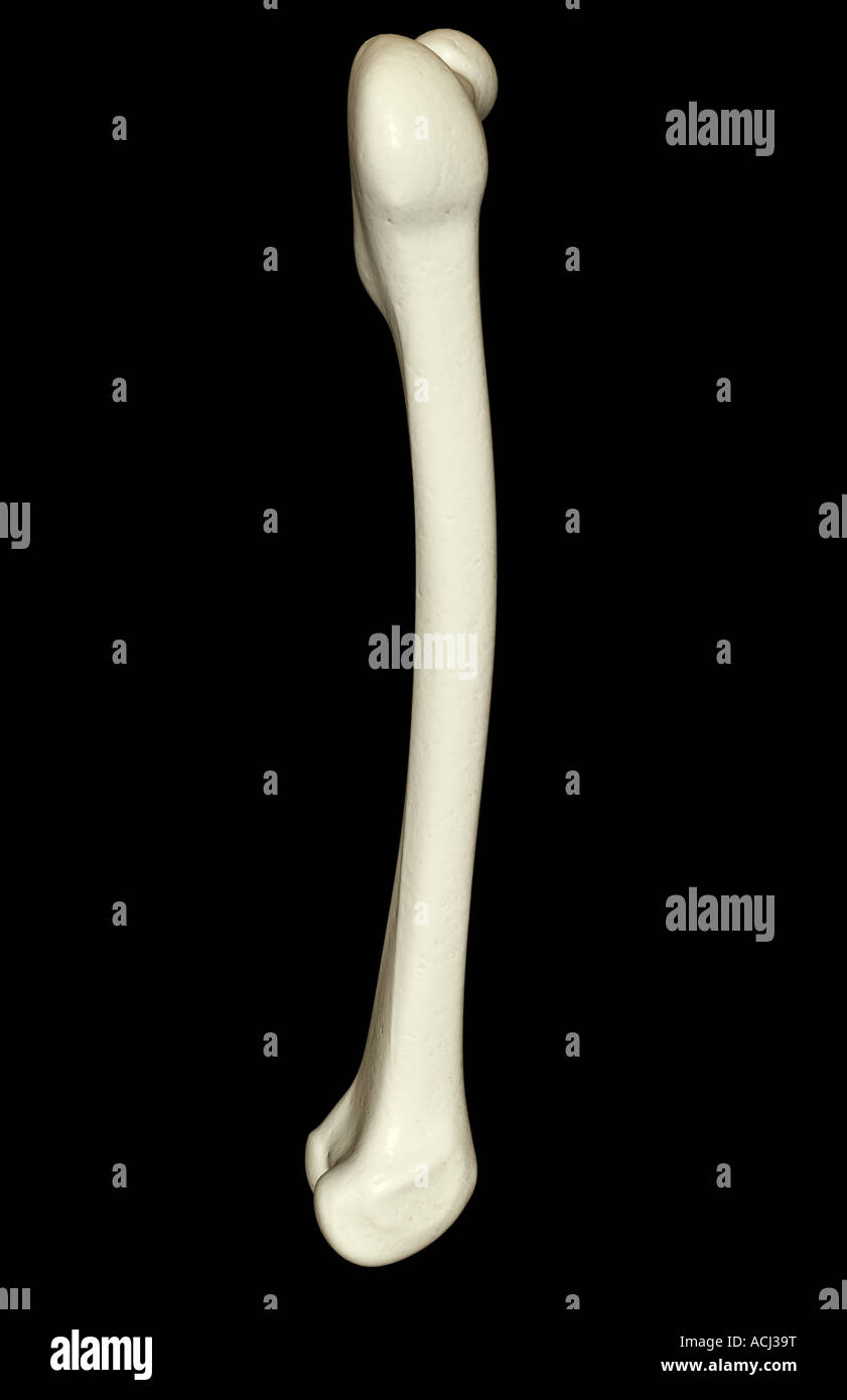 Upper femur hi-res stock photography and images - Alamy
