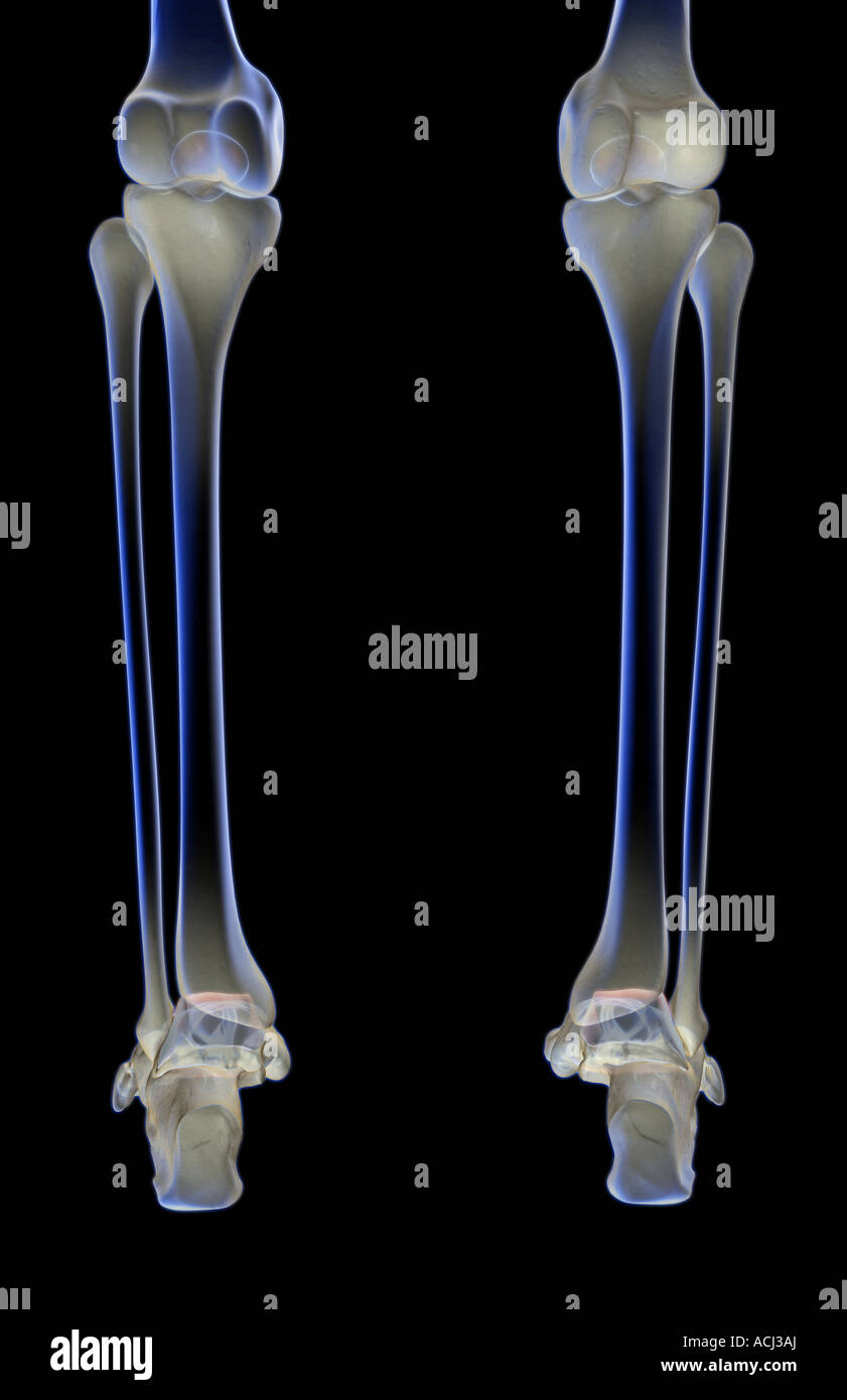 The bones of the leg Stock Photo - Alamy