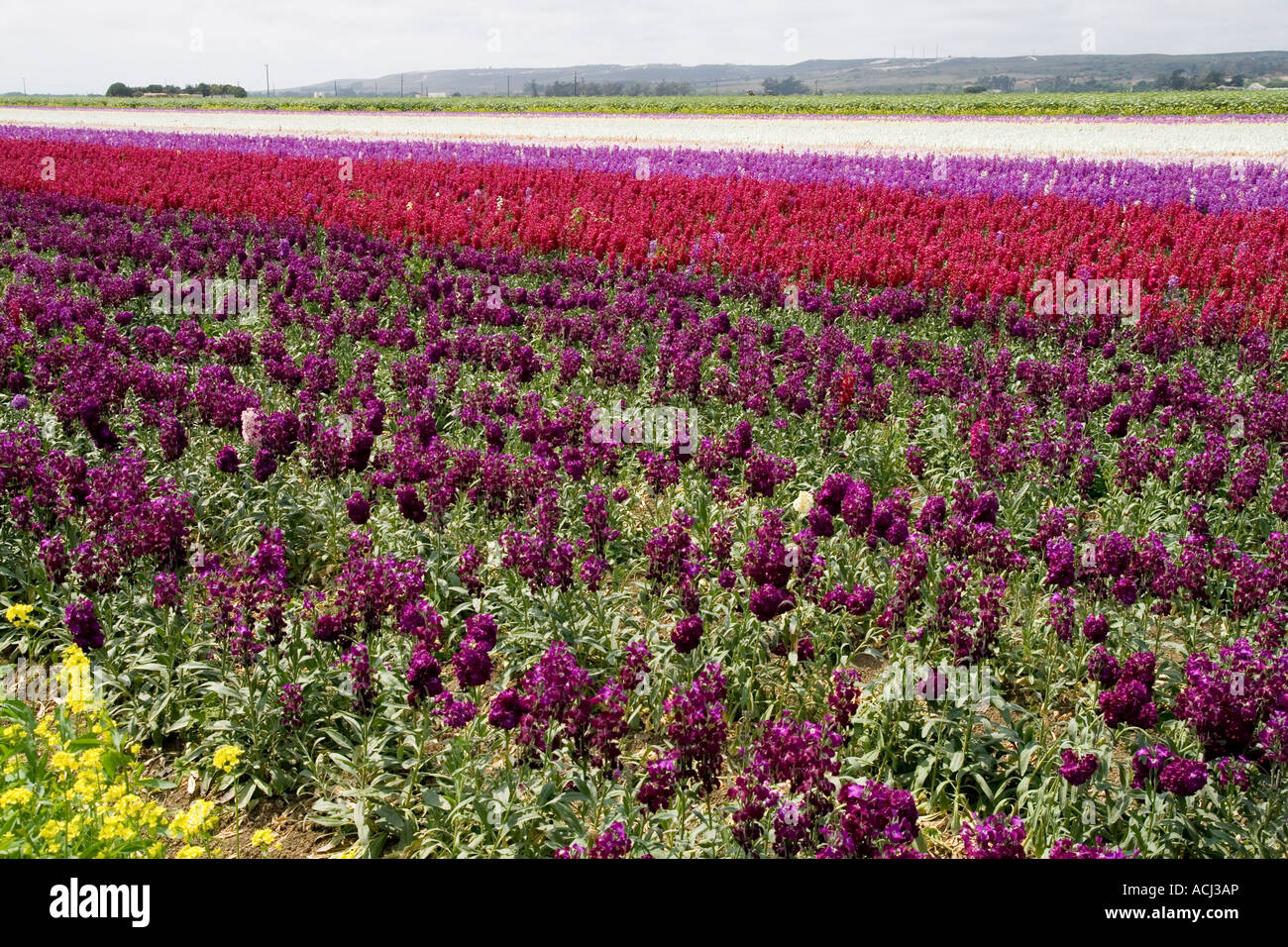 Flower fields in Lompoc Stock Photo - Alamy