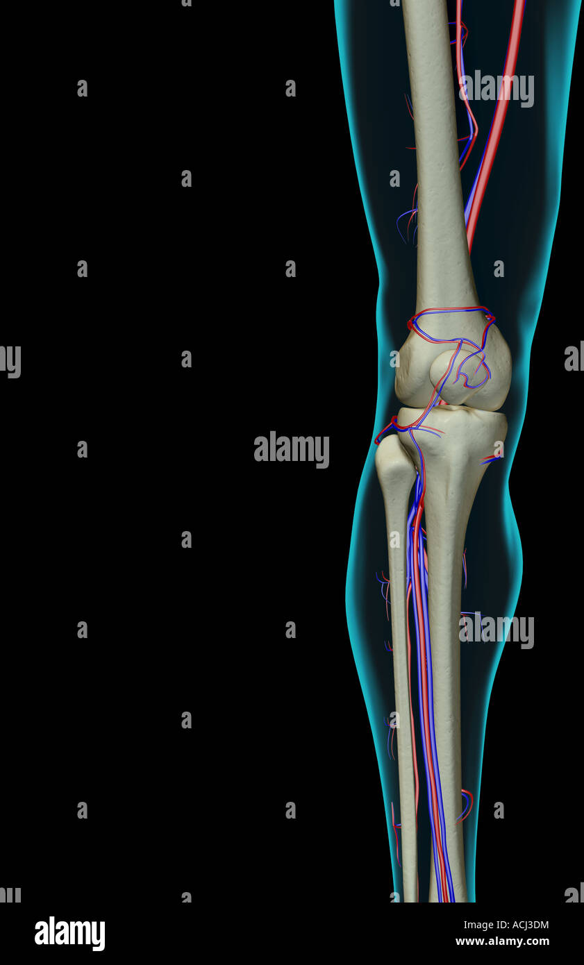 Superior genicular artery hi-res stock photography and images - Alamy