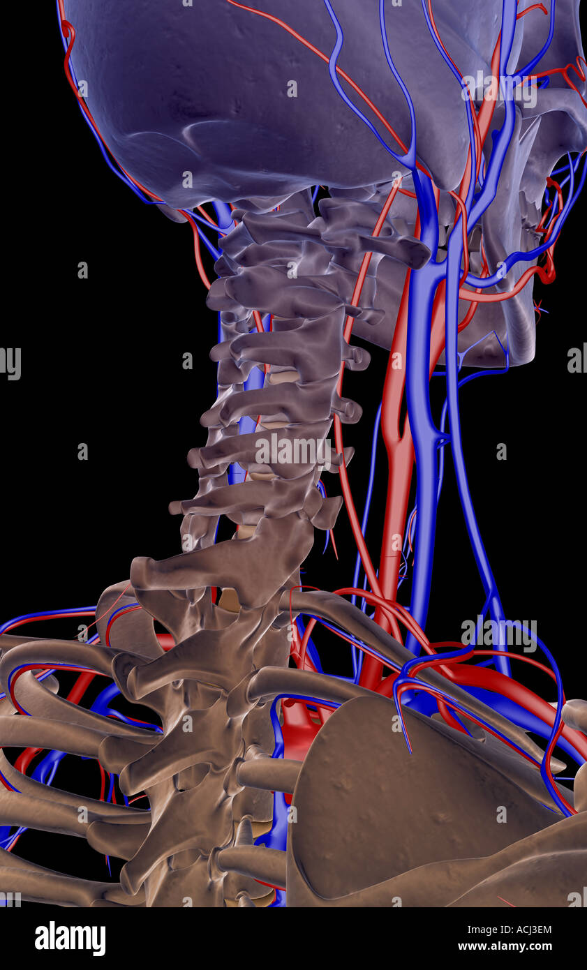 The blood supply of the neck Stock Photo - Alamy