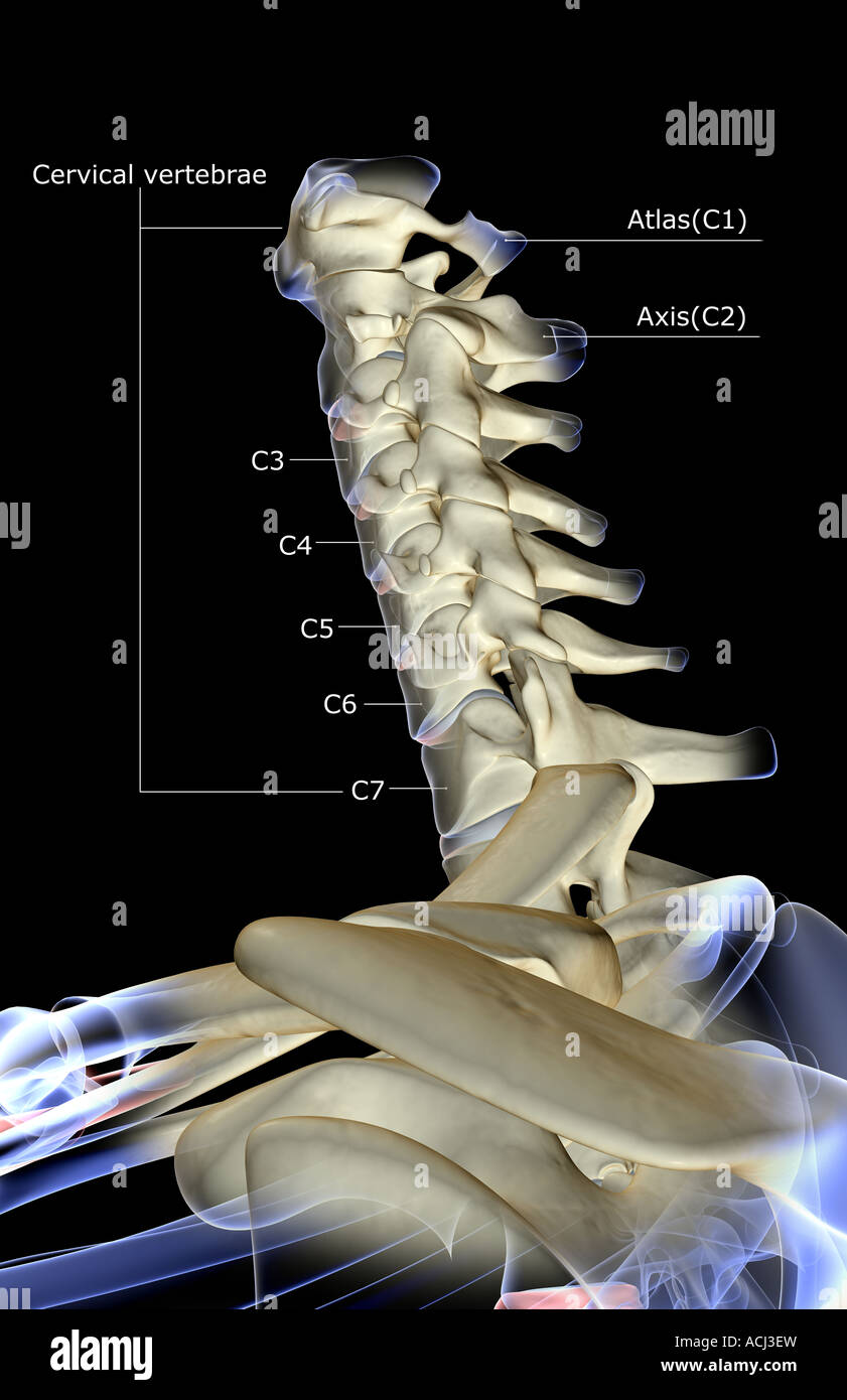The bones of the neck Stock Photo - Alamy