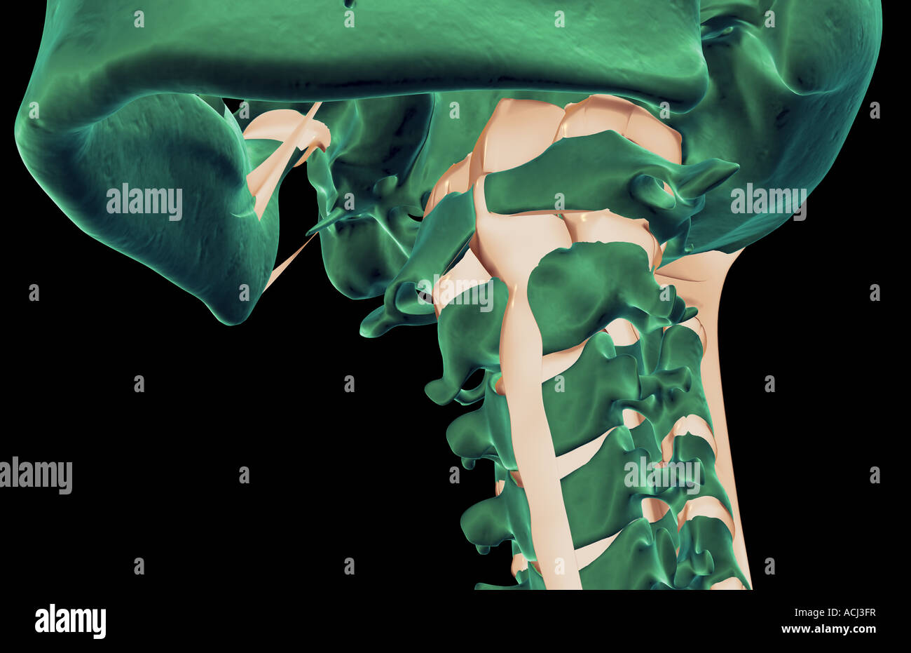 The ligaments of the neck Stock Photo - Alamy