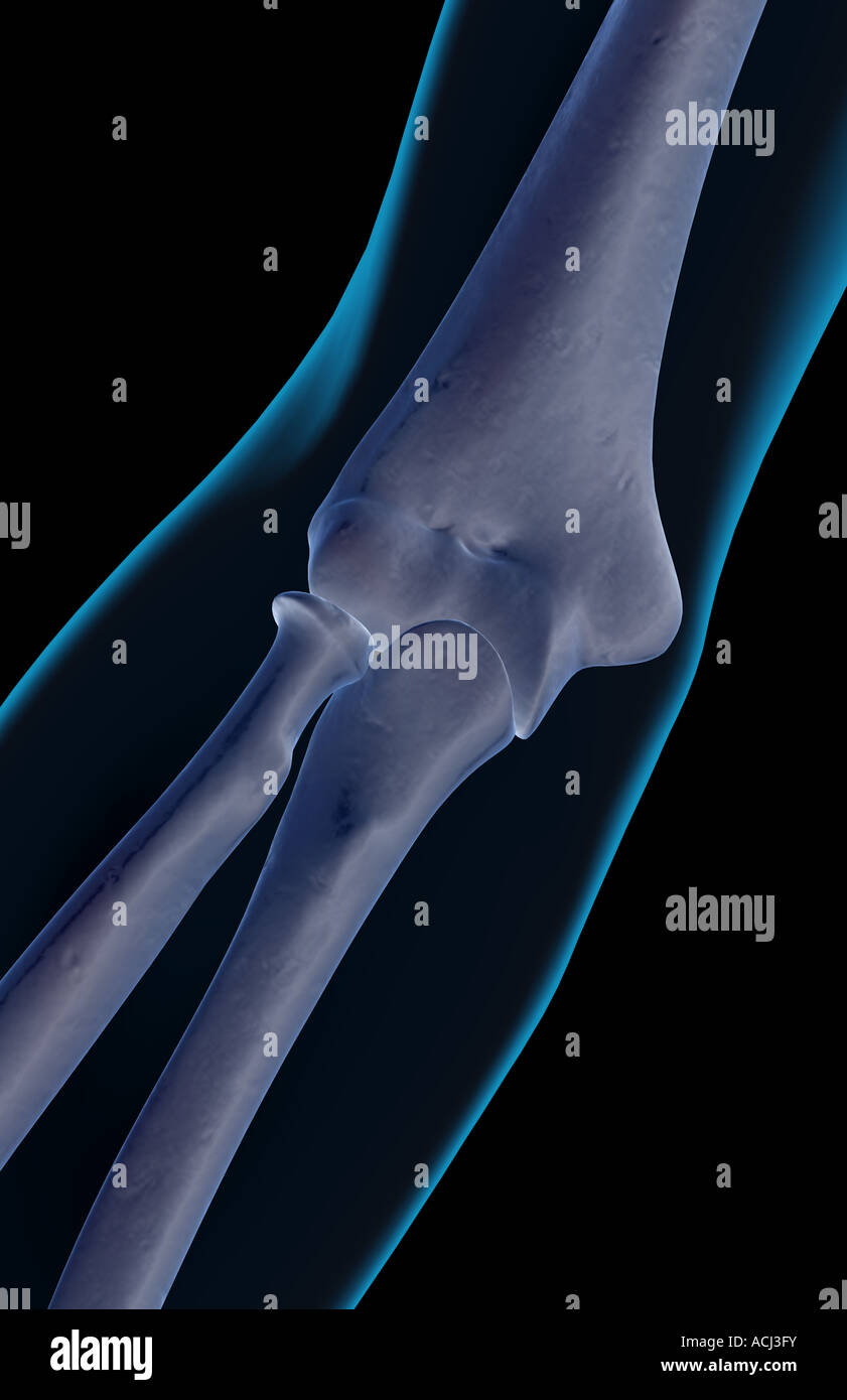 The bones of the elbow Stock Photo - Alamy