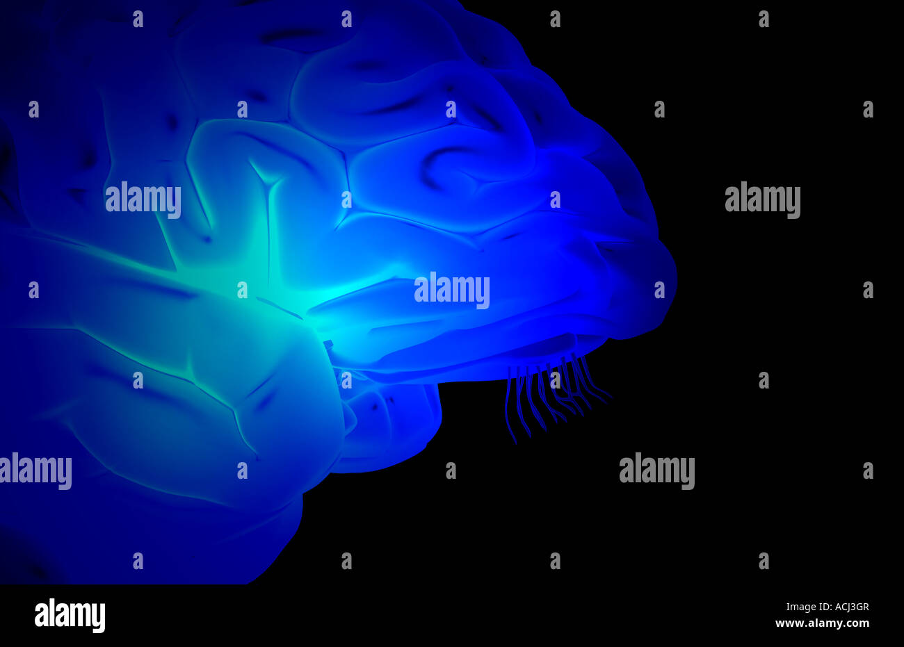 Insula lobe hi-res stock photography and images - Alamy