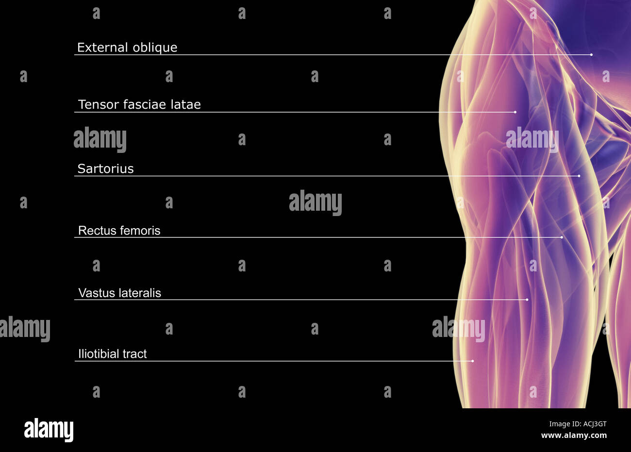 The muscles of the hip Stock Photo - Alamy
