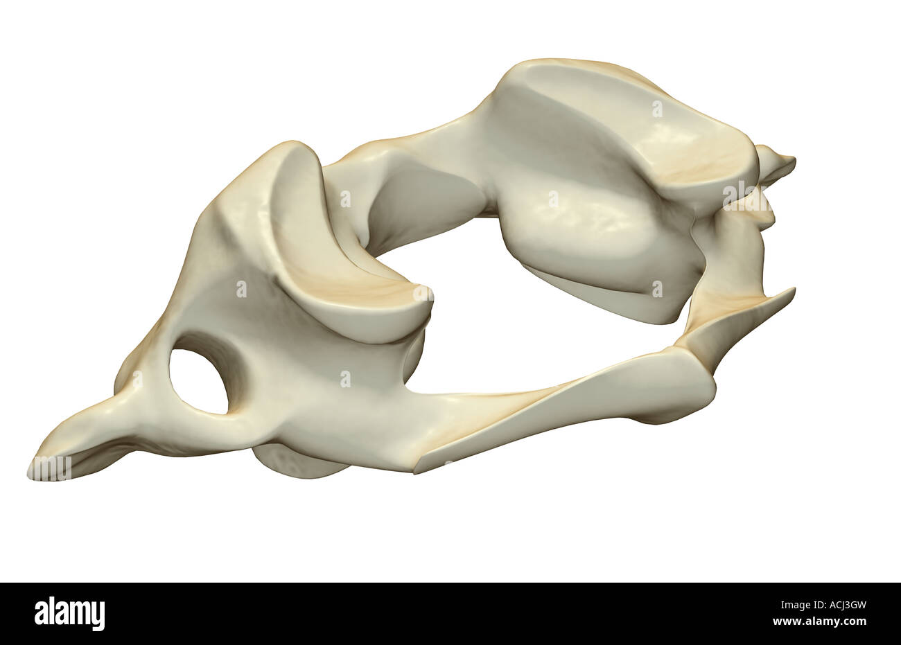 The atlas bone Stock Photo - Alamy