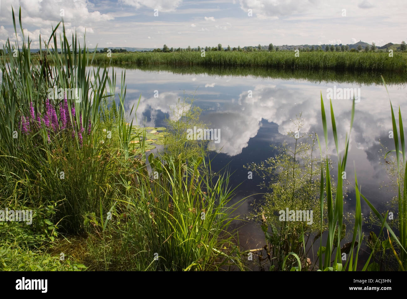 Avalon marshes glastonbury hi-res stock photography and images - Alamy