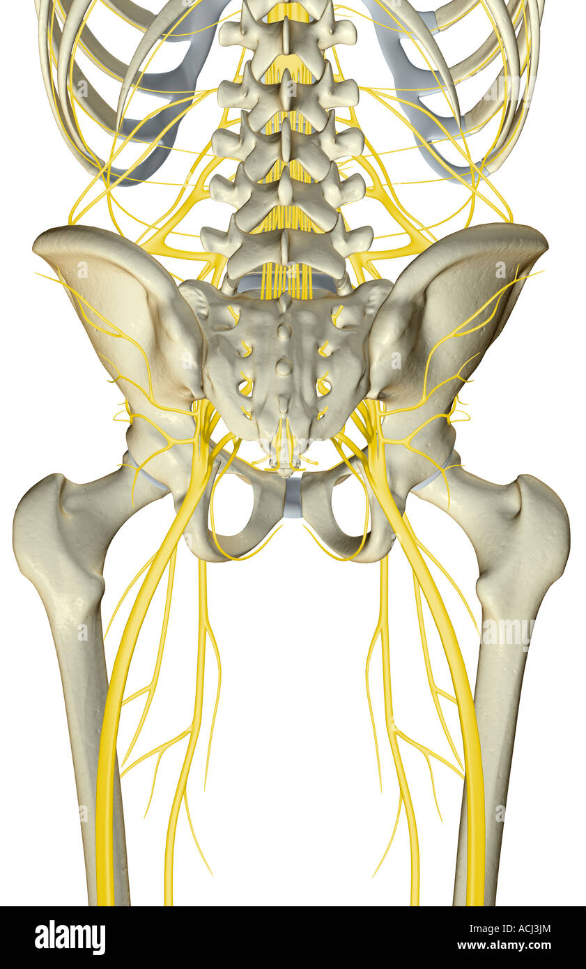 The nerves of the pelvis Stock Photo - Alamy