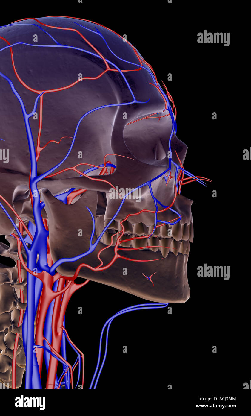 Maxillary artery hi-res stock photography and images - Alamy