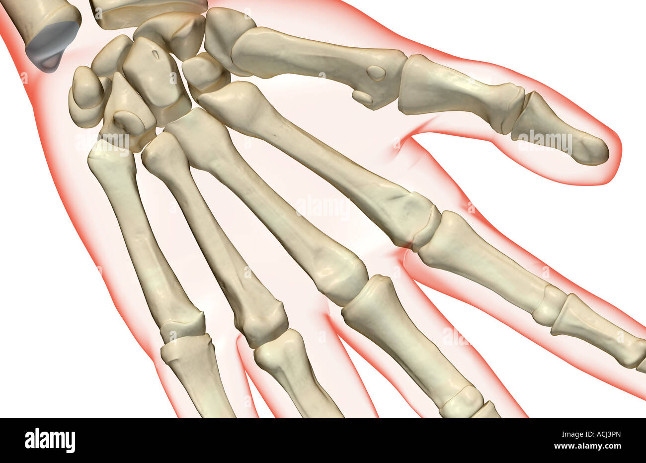 Close Up View Bones Hand Bones High Resolution Stock Photography and ...