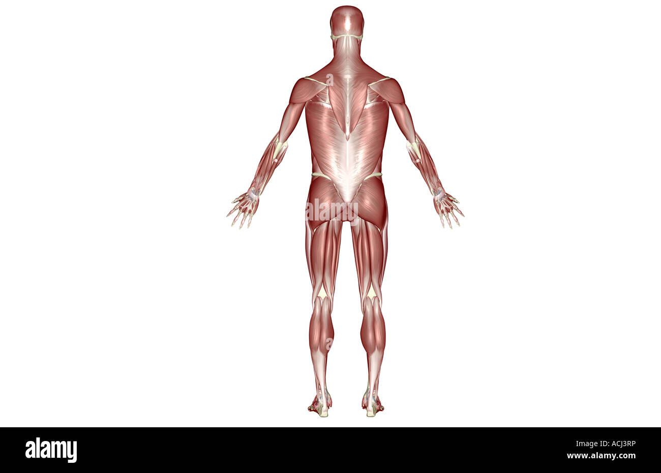 The muscular system Stock Photo - Alamy