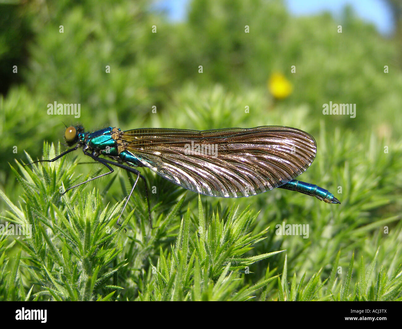 Beautiful demoiselle damselfly with shimmering wings and bright blue ...