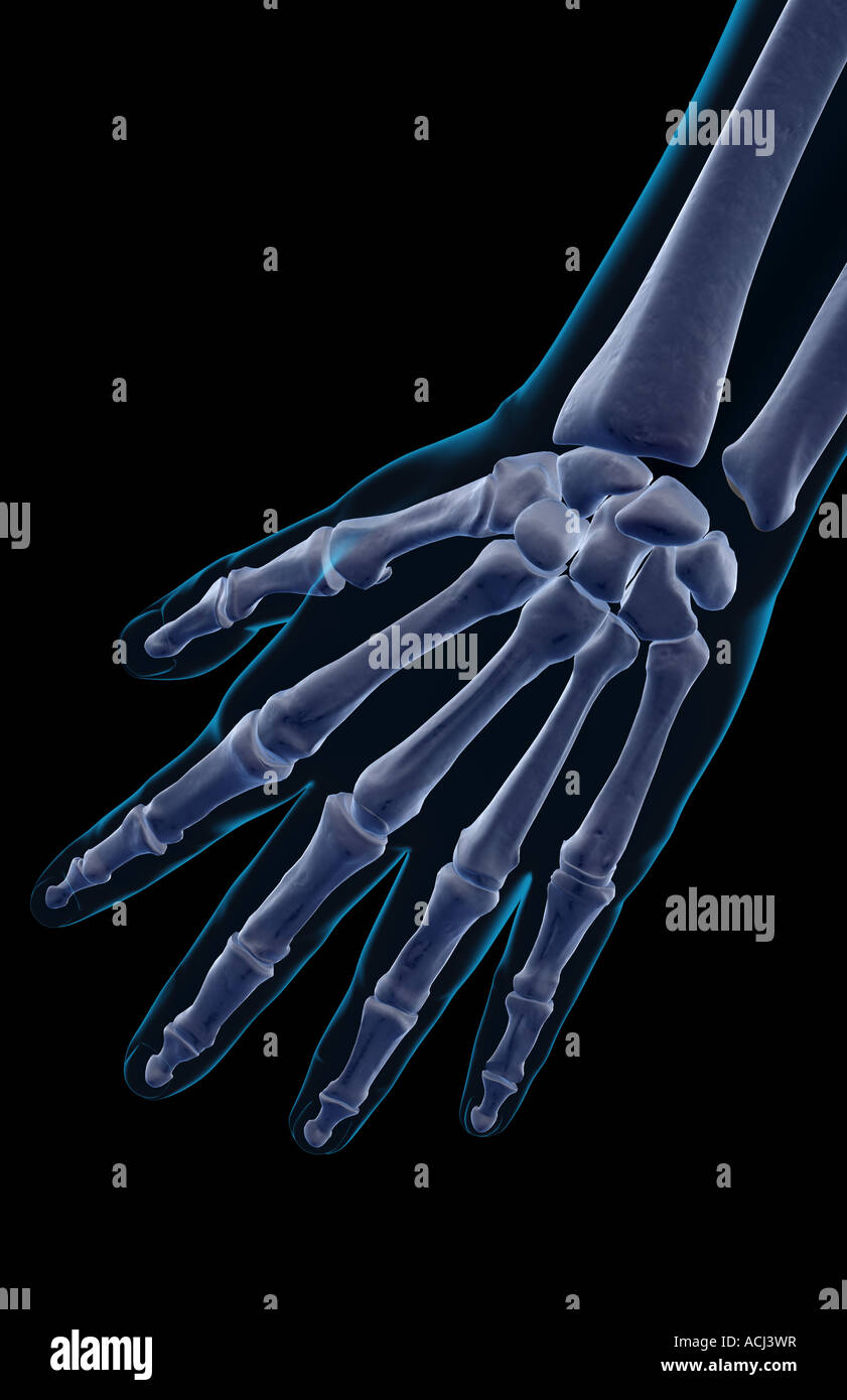 The bones of the hand Stock Photo - Alamy