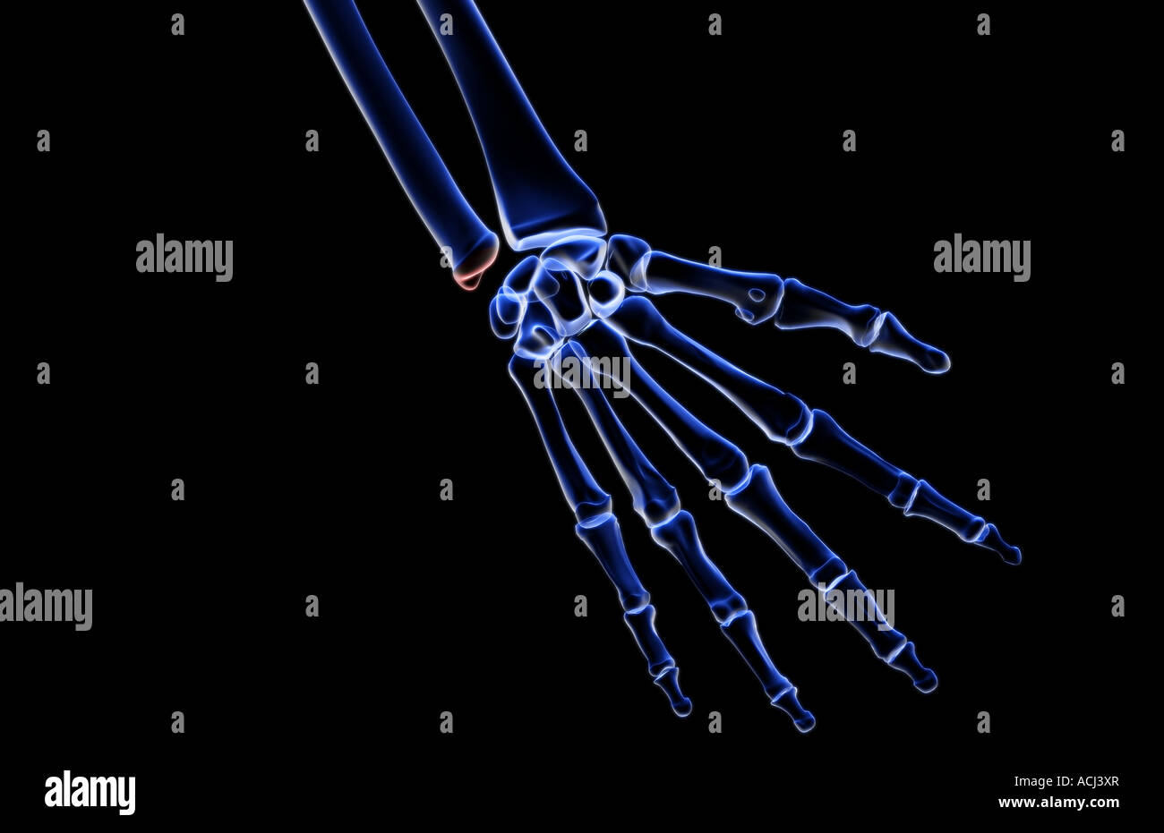 The bones of the hand Stock Photo - Alamy