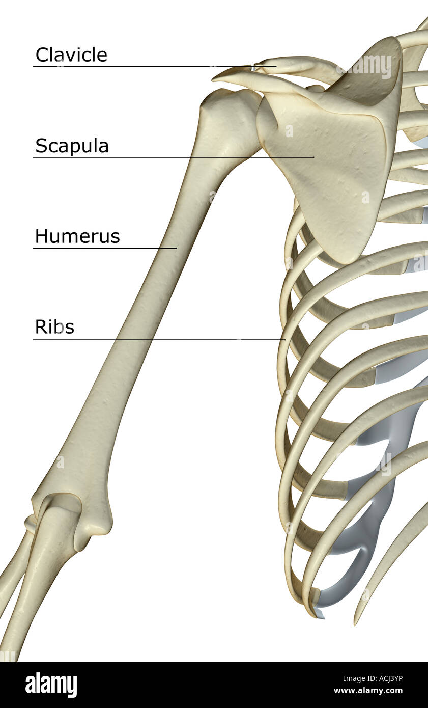 Labeled Clavicle Bone