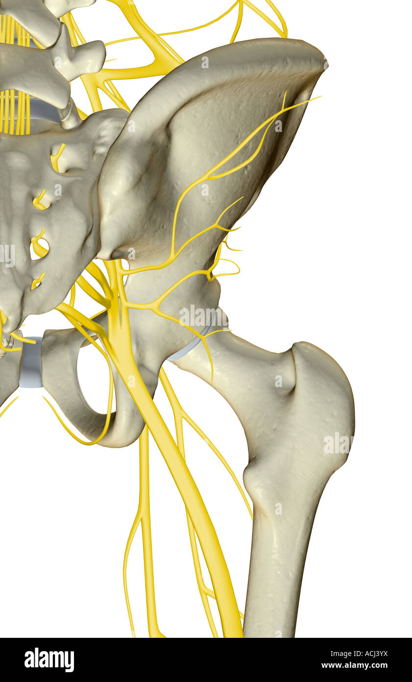 Superior gluteal hi-res stock photography and images - Alamy