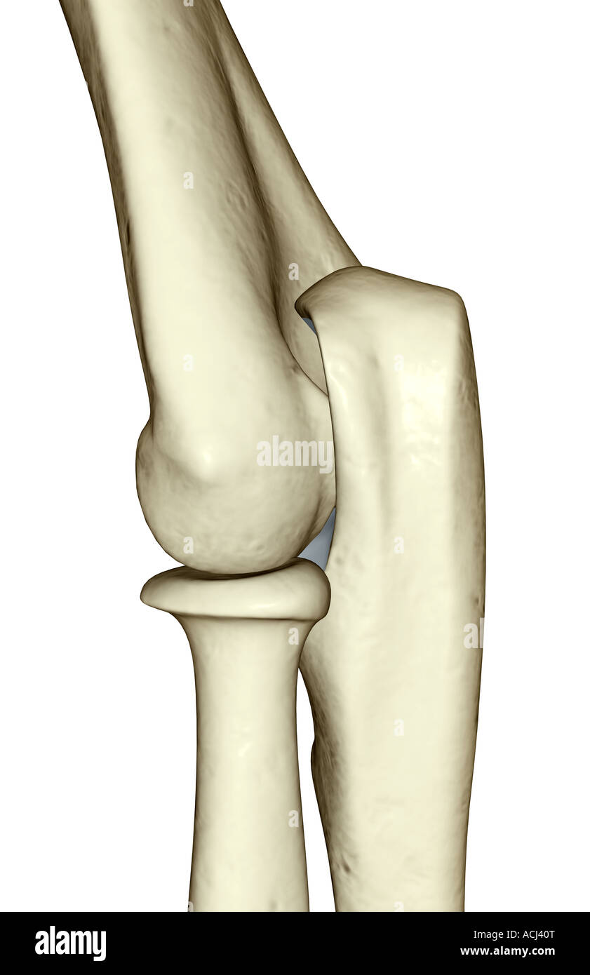 The bones of the elbow Stock Photo - Alamy