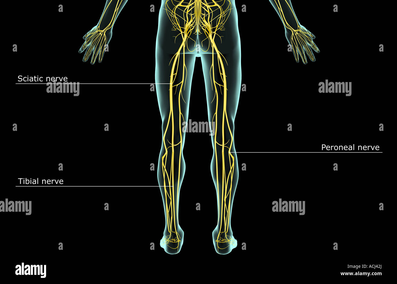 The nerves of the lower body Stock Photo - Alamy