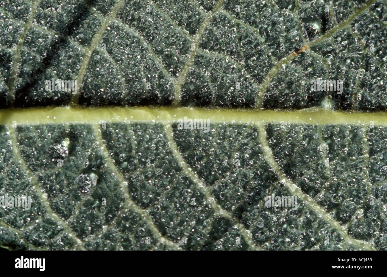 Dew and Leaf Stock Photo - Alamy