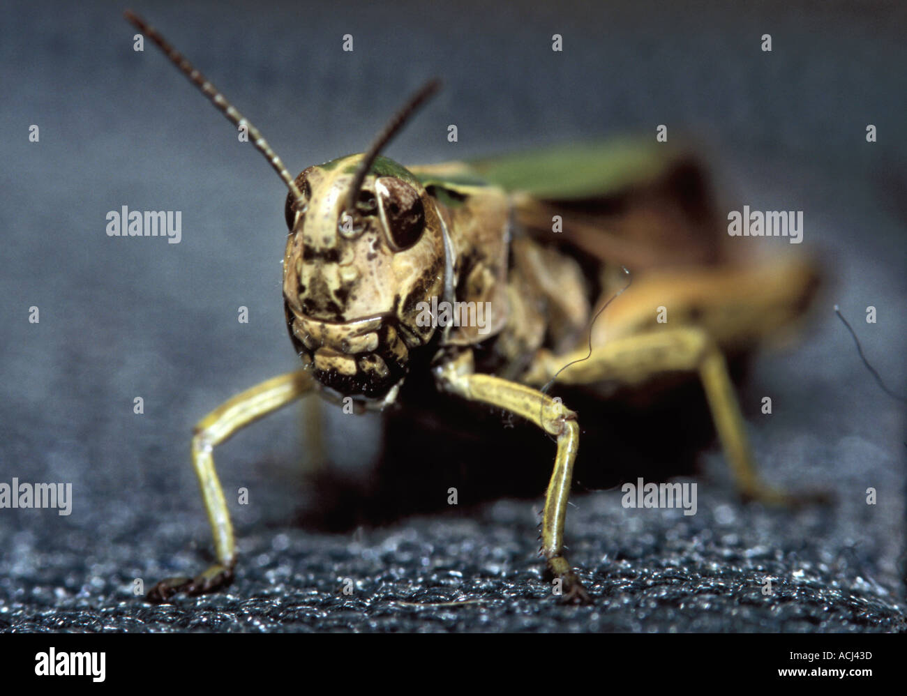 Staring grasshopper hi-res stock photography and images - Alamy
