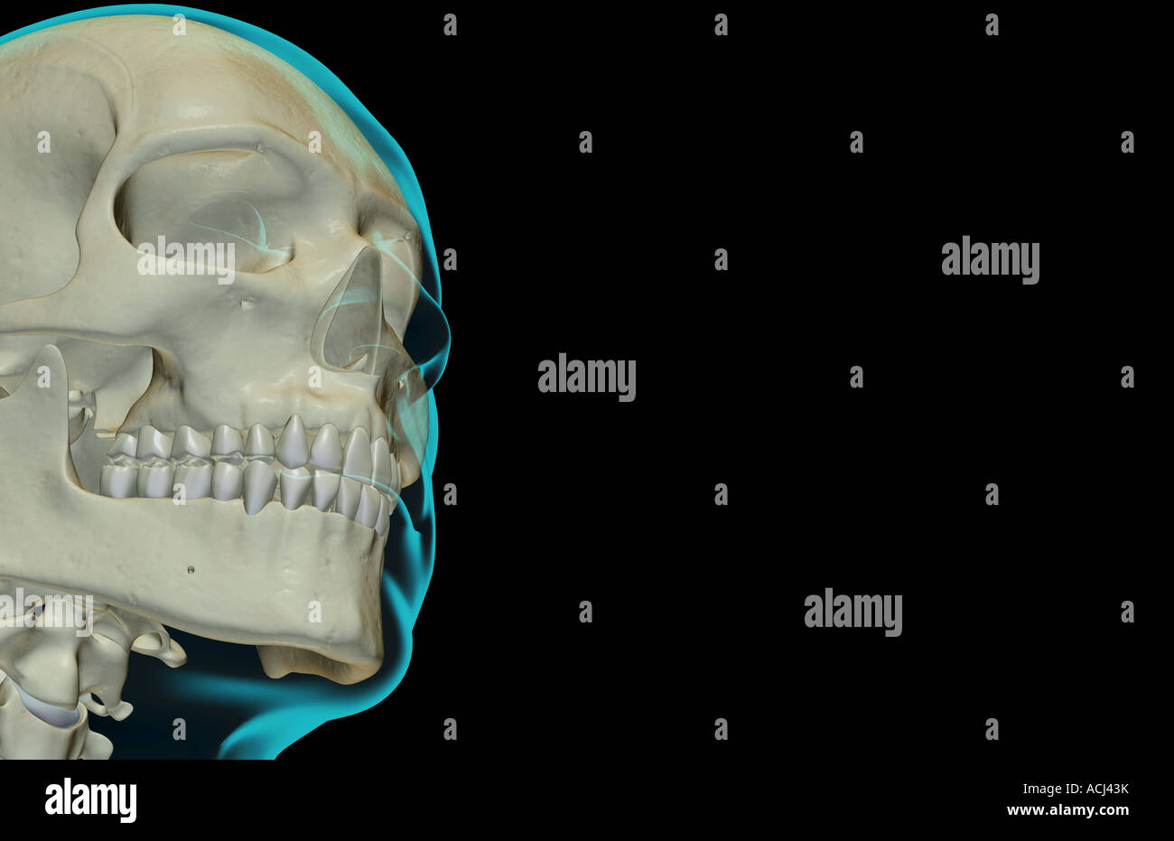 Face skeleton hi-res stock photography and images - Alamy